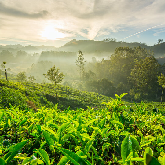 House of Teas - Fresh Loose Teas From All Over the World